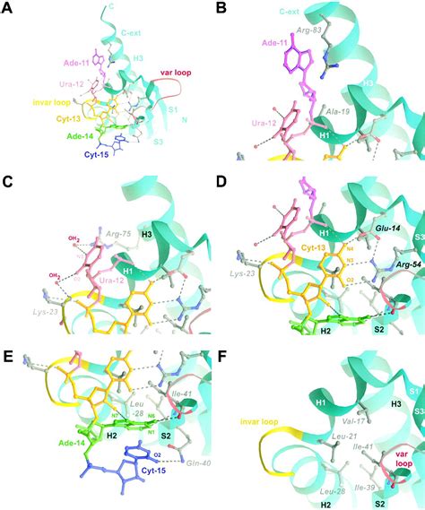 Sequence Specific Rna Binding By A Nova Kh Domain Cell
