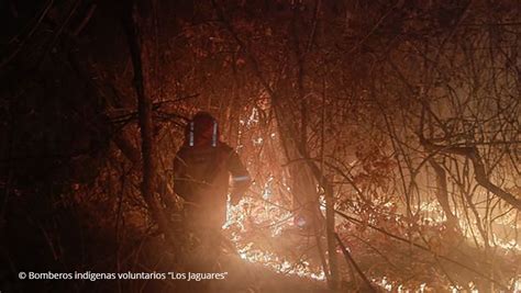 Crisis Ambiental En Bolivia Incendios Arrasan Millones De Hectáreas Wwf