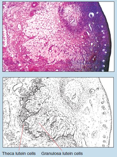 Chapter 15 Female Reproductive System Histology An Identification