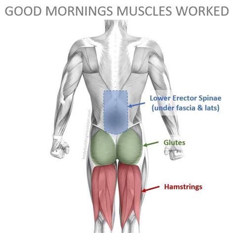 How To Do Good Mornings Safely For Hamstrings Glutes And Lower Back