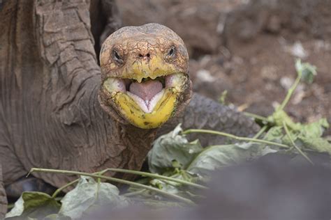 Diego The Sex Crazed Tortoise Retires After Saving His Species