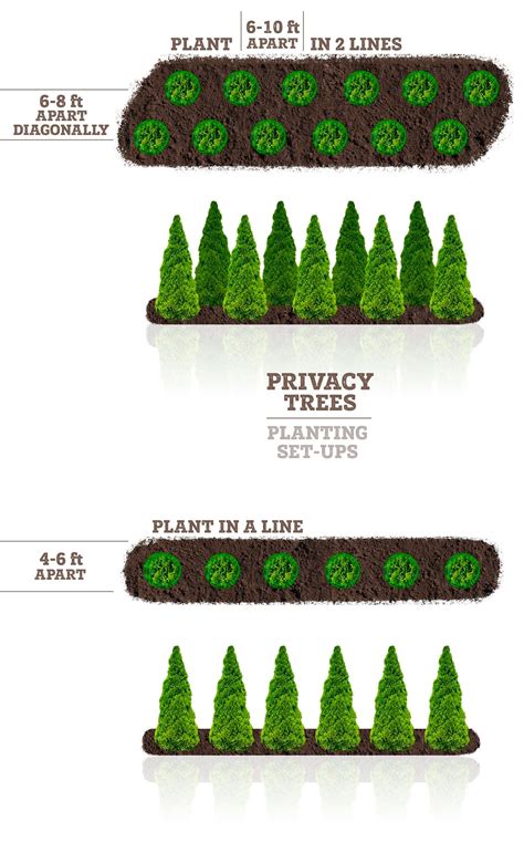How Far Apart To Plant Arborvitae Plant Ideas