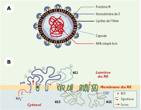 La Dengue Médecine Sciences