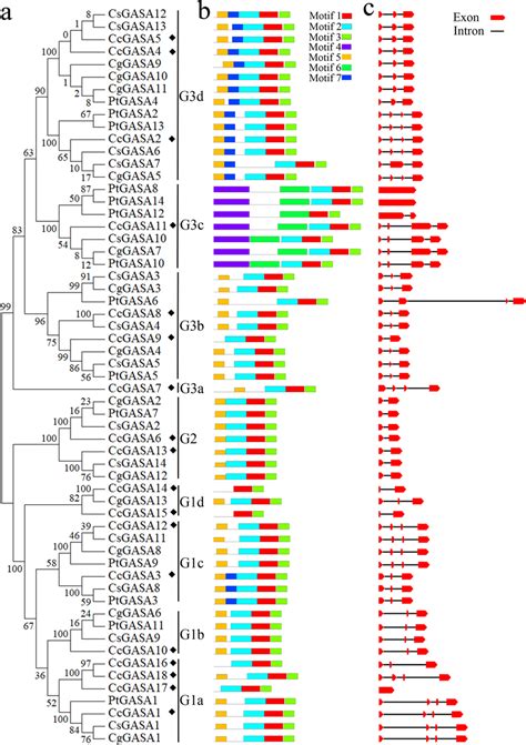 Phylogenetic Relationships Exon Intron Pattern And Group Designations