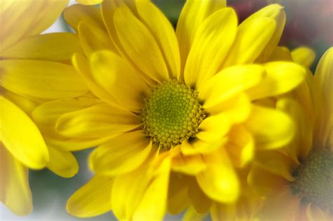 Wallpaper Plant Flower Yellow Canon Season Spring Year