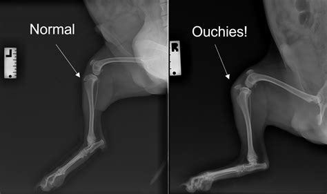 Tibial Tuberosity Avulsion Fracture In Puppies A Guide