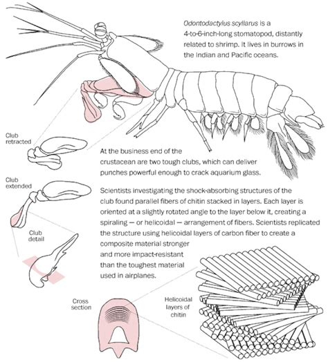 mighty material from a crustacean club the washington post