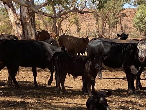 360 Angus Black Baldy Droughtmaster Hereford X Cows And Calves Listing