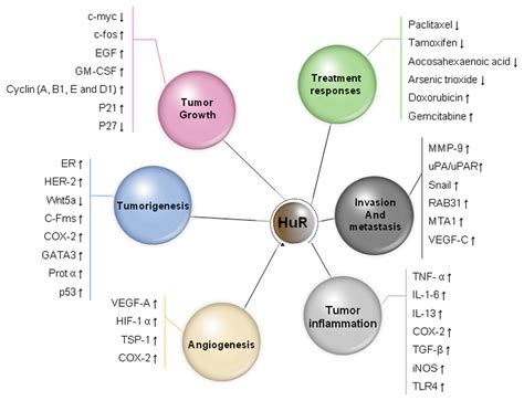 Ijms Free Full Text Multiple Functions Of The Rna Binding Protein