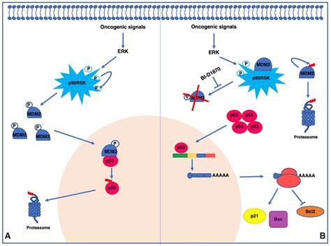 Cancers Free Full Text P90rsk Regulates P53 Pathway By Mdm2