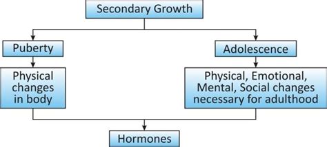 Reaching The Age Of Adolescence Class 8 Chapter Notes