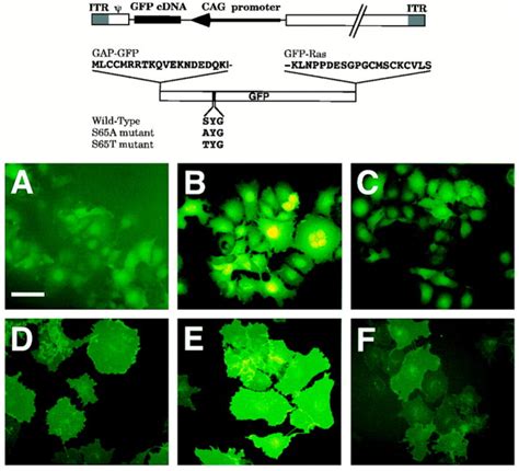Labeling Neural Cells Using Adenoviral Gene Transfer Of Membrane