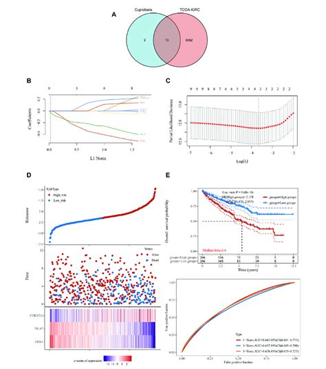Fdx1 Dlat And Cdkn2a Cuproptosis Related Genes Prognostic Model A