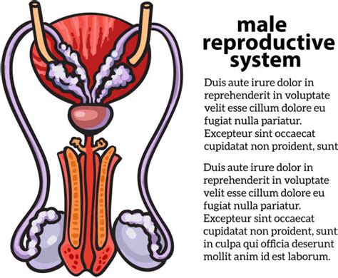 Draw The Male Reproductive System