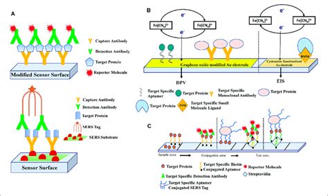 Schematic Representation Of The General Biosensing Strategies That