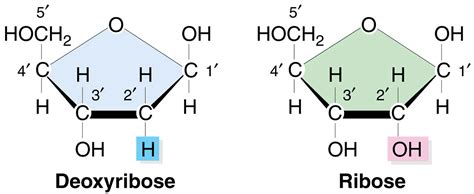 D Ribose Structure