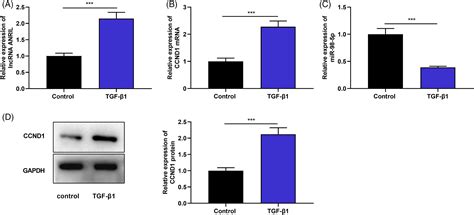 Long Noncoding Rna Anril Up‐regulates Ccnd1 Via Sponging Mir‐98‐5p To