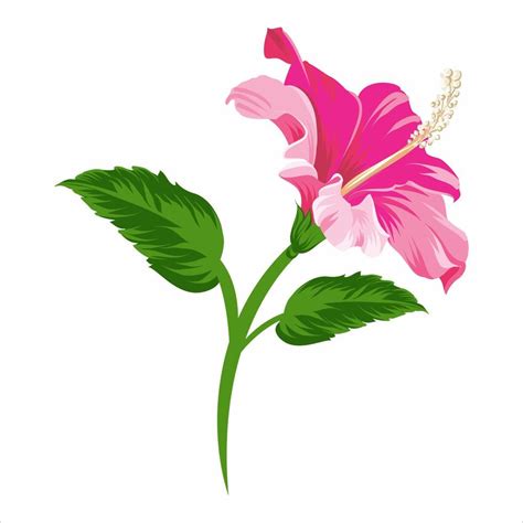 Red Hibiscus Large Flower Isolated On White Background Vector
