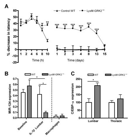 Microrna 124 And Ccaat Enhancer Binding Protein C Ebp α Expression