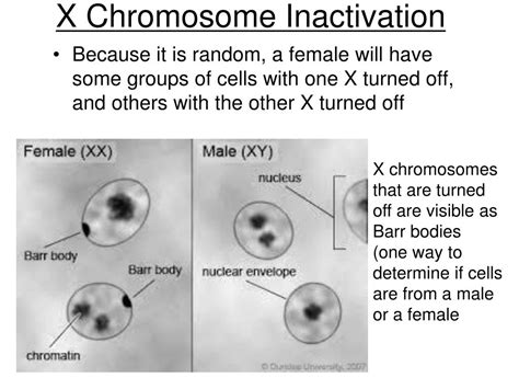 Ppt Chapter 7 Extending Mendelian Genetics Notes Part One