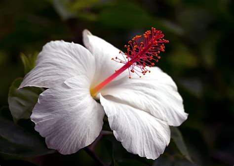 Hibiscus Hawaii Tropical Flower Blossom Aloha Flora Botanical