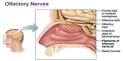 Olfactory Nerve Function Location Related Conditions And Faqs
