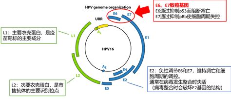 Hpv E6 E7 Mrna与e6 E7 Dna检测区别 麦瑞科林