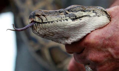 hiiiiissssss why florida needs your help to hunt pythons down