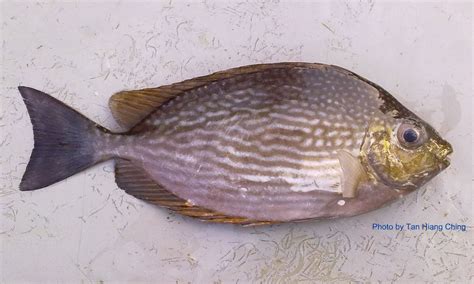 Klasifikasi Dan Morfologi Ikan Baronang Ikan Dan Laut