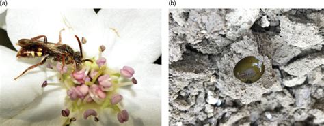 3­ Diversity Of Natural History Traits Among Solitary Non Apis Bee
