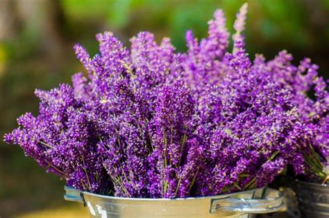 How To Grow Lavender From Seed In 5 Simple Steps 2023 Guide Artofit
