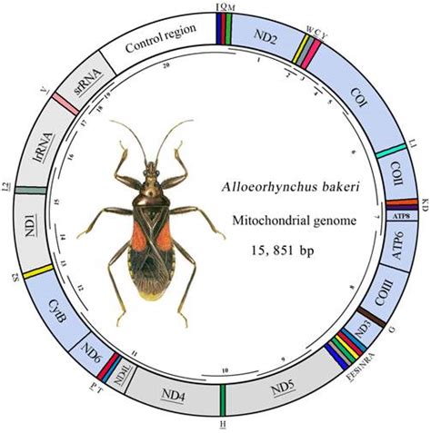 The Complete Mitochondrial Genome Of The Damsel Bug Alloeorhynchus