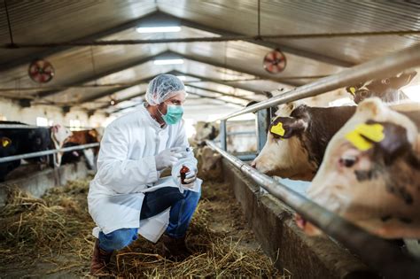 Bird Flus Spread From Poultry To Cattle To Humans Provokes Worry Among