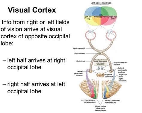 occipital lobe visual cortex