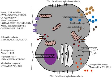 The Phenotypic Characterization Of Hepatocyte Like Cells Derived From