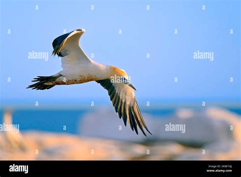 Cape Gannet Morus Capensis Bird Island Lamberts Bay Western Cape