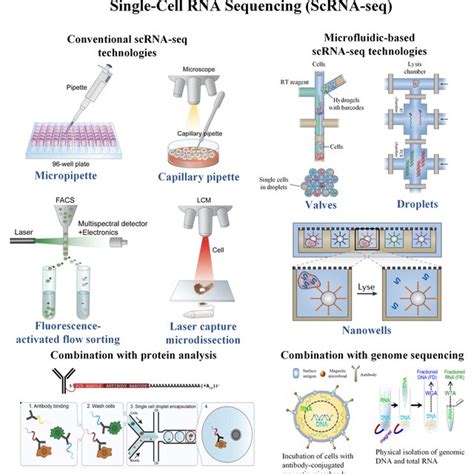 Schematic Diagram Of Single Cell Rna Sequencing And Its Combination