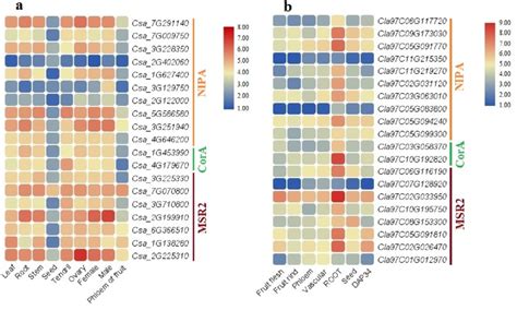 Heatmaps Of Expression Of Mgt Genes In Different Tissues Of C Lanatus