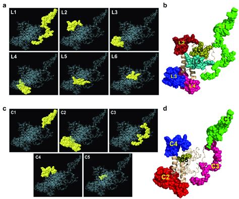 Analysis Of The Predicted Linear And Conformational B Cell Epitopes And
