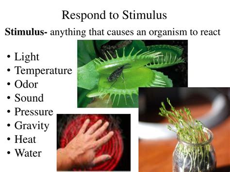 ppt what makes something a living thing powerpoint