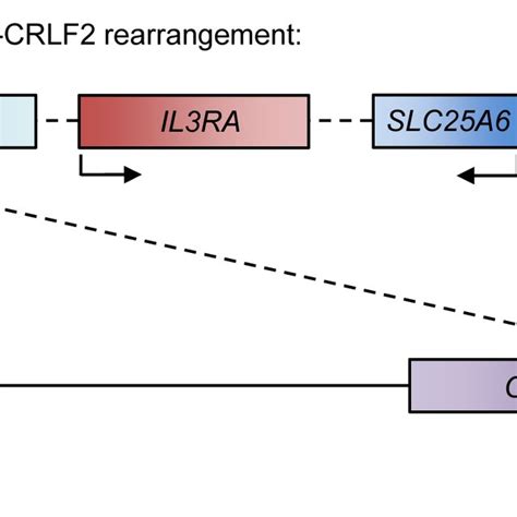 the pseudoautosomal regions and genes schematic of the x and y sex