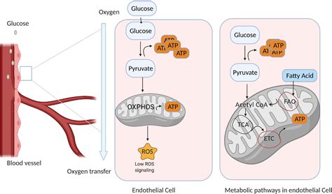 Frontiers Hypoxia Inducible Factor Regulates Endothelial Metabolism