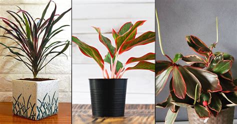 Houseplant With Red Stem And Green Leaves Informacionpublica Svet Gob Gt
