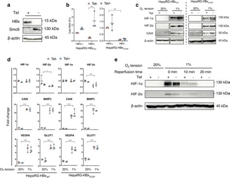 Hypoxic Gene Expression In Chronic Hepatitis B Virus Infected Patients