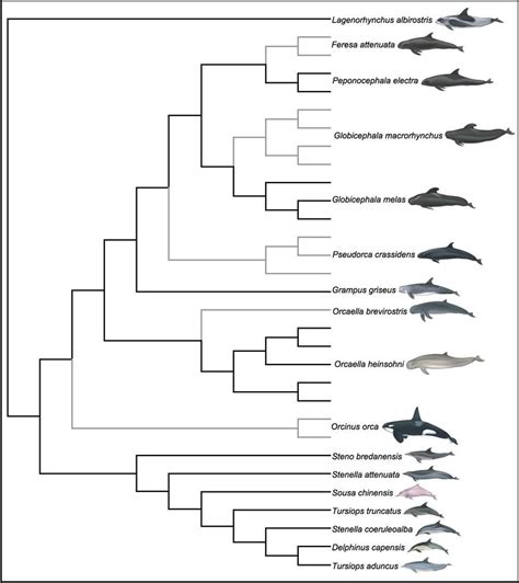1 Phylogenetic Tree Of Selected Taxa Within Delphinidae Showing The