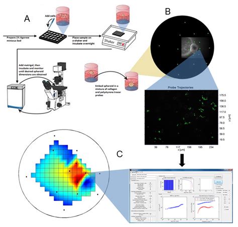 Longitudinal Measurement Of Extracellular Matrix Rigidity In 3d Tumor