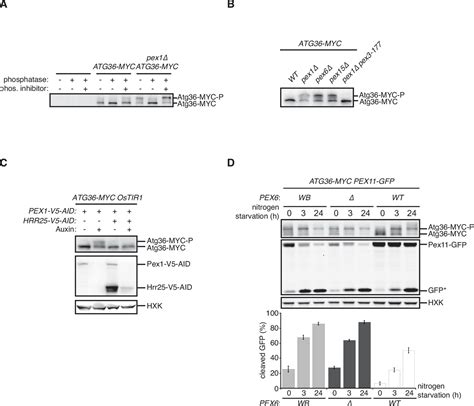 The Peroxisomal Exportomer Directly Inhibits Phosphoactivation Of The