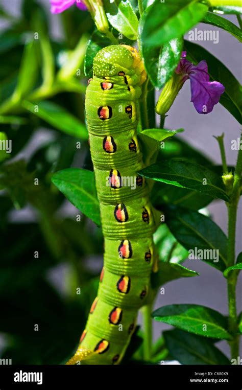 Giant Caterpillar With Horns