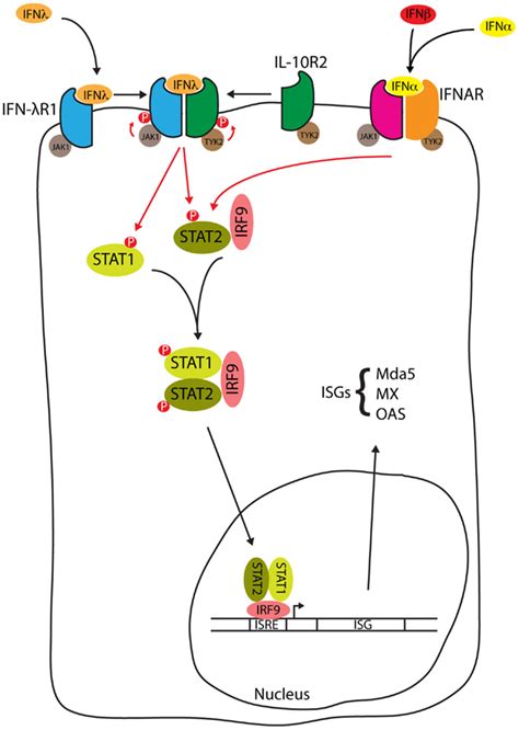 Ifn λ Signal Transduction Type Iii Interferon Binding To The Ifn λ