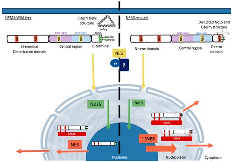 Ijms Free Full Text Targeting And Monitoring Acute Myeloid